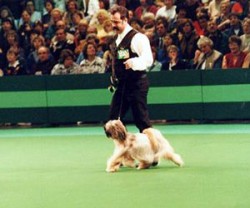 Ch Araki Star Performer Araki Tibetan Terriers ch-araki-star-performer-araki-tibetan-terriers